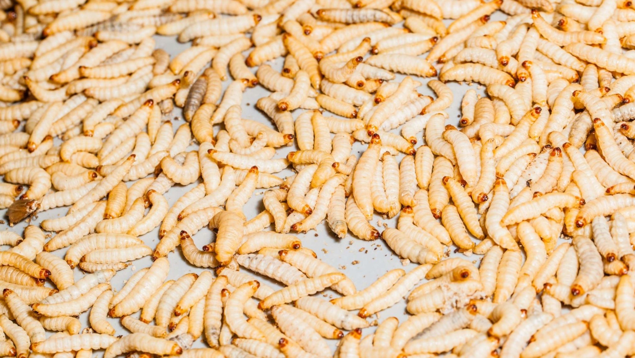 Farine di insetti e prodotti derivati: come vincere la diffidenza ...