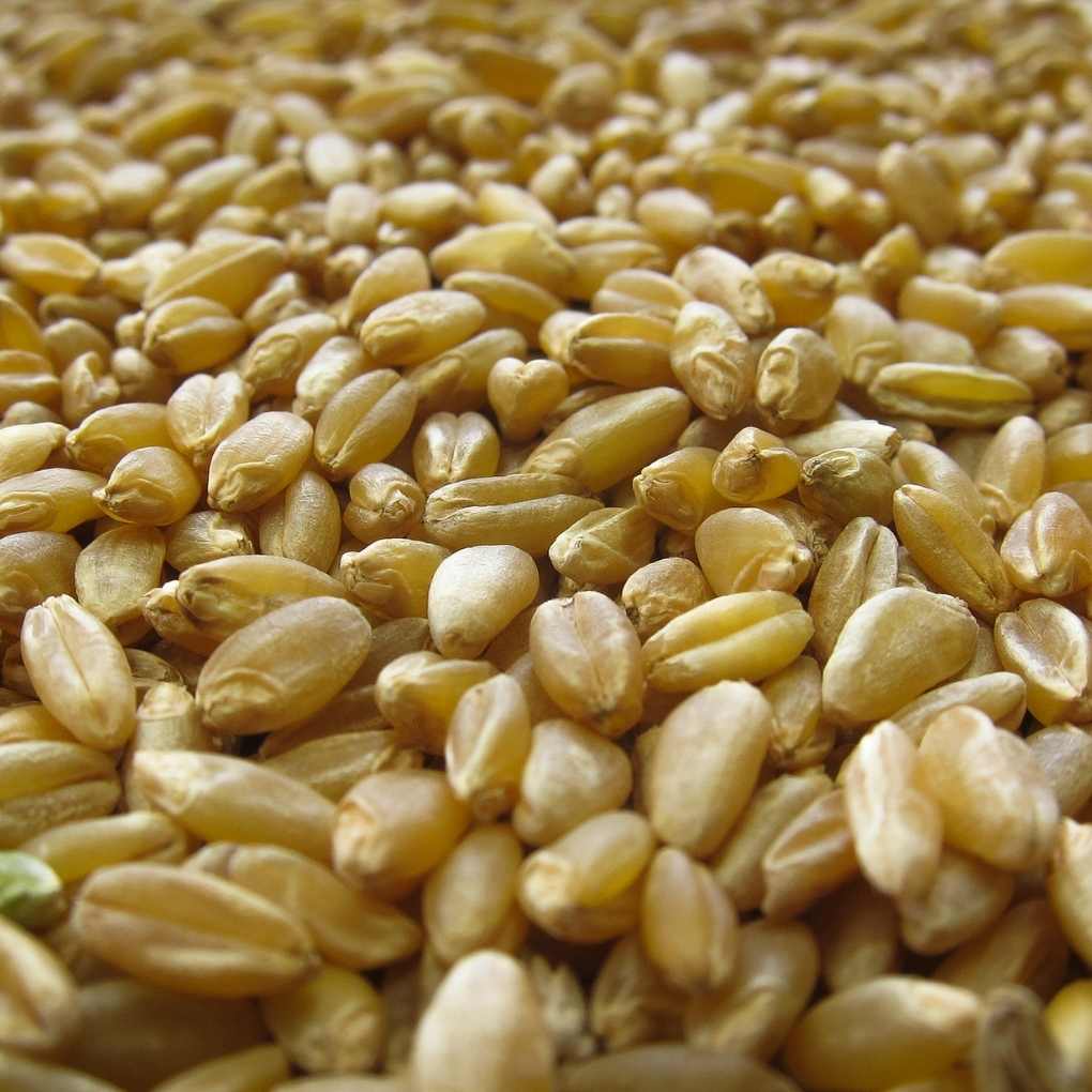 Emilia Romagna: in aumento la superficie dedicata al grano duro | Pasta ...